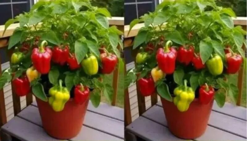 Coltivare peperoni dolci in casa: 12 consigli per coltivare peperoni in ...